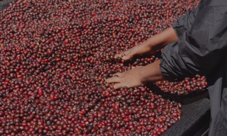 Why Panama Geisha Coffee Is a Must-Try – Panama All About